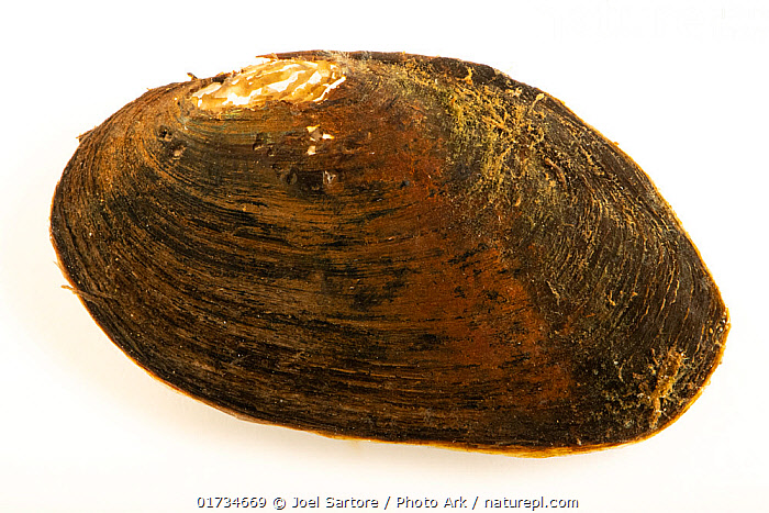 Stock photo of Creeper mussel (Strophitus undulatus) portrait, Marion ...