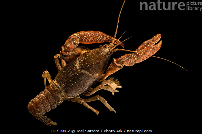 Stock photo of Piedmont prairie burrowing crayfish (Distocambarus ...