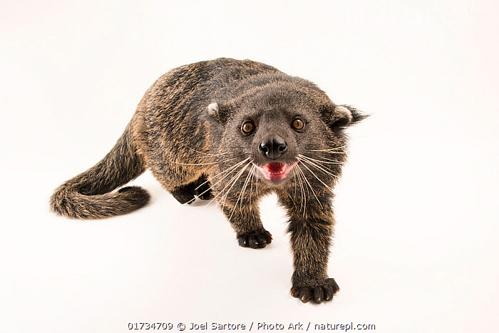 Stock photo of Palawan binturong (Arctictis binturong whitei) with ...