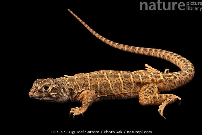 Stock photo of Blunt-nosed leopard lizard (Gambelia sila) male ...