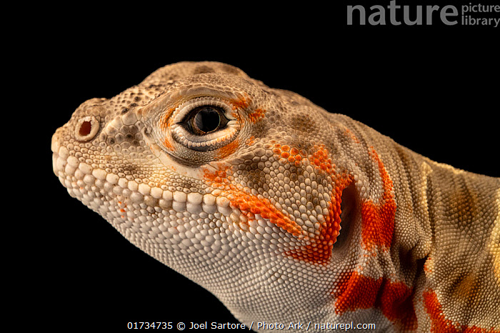 Stock photo of Blunt-nosed leopard lizard (Gambelia sila) female, head ...