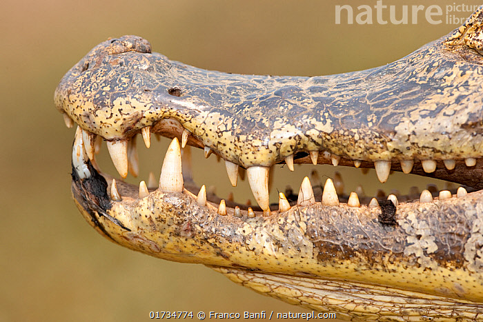 Stock photo of RF - Spectacled caiman (Caiman crocodilus) teeth detail ...