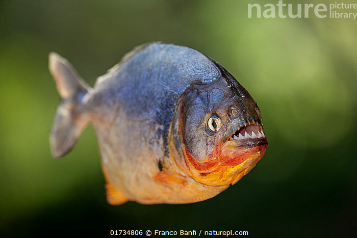 Stock photo of Red-bellied piranha (Pygocentrus nattereri) portrait ...