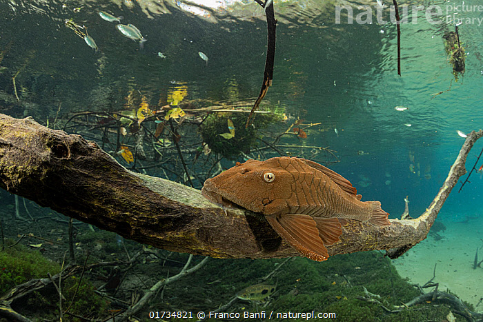 Stock photo of Armored catfish (Loricariidae) resting on dead tree ...
