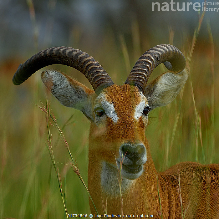 Stock photo of Uganda kob (Kobus kob thomasi) head portrait, Uganda ...