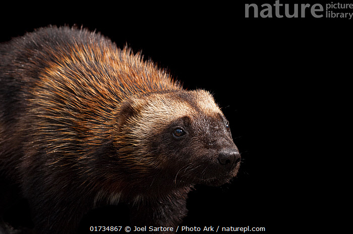 Stock photo of Wolverine (Gulo gulo luscus) portrait, New York State ...