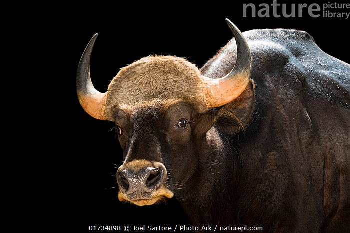 Stock photo of Malayan gaur (Bos gaurus hubbacki) portrait, Taiping Zoo ...