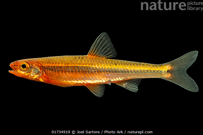 Stock photo of Tennessee shiner (Notropis leuciodus) portrait, from the ...