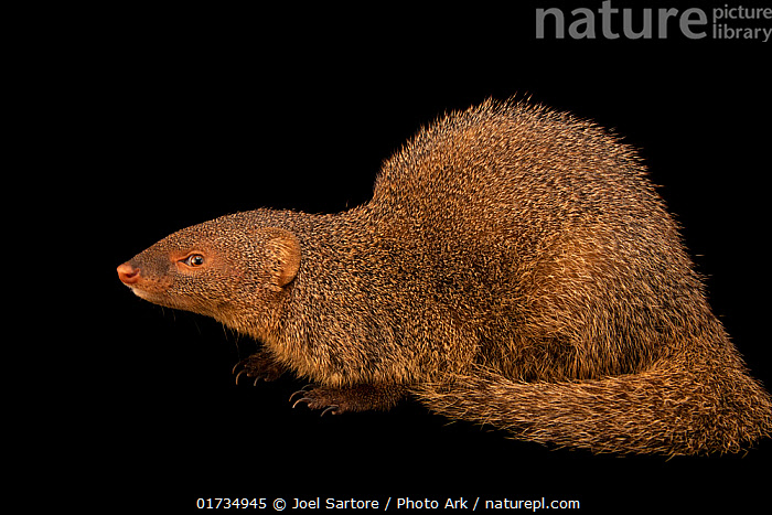 Stock photo of Javan mongoose (Herpestes javanicus) portrait, Taman ...