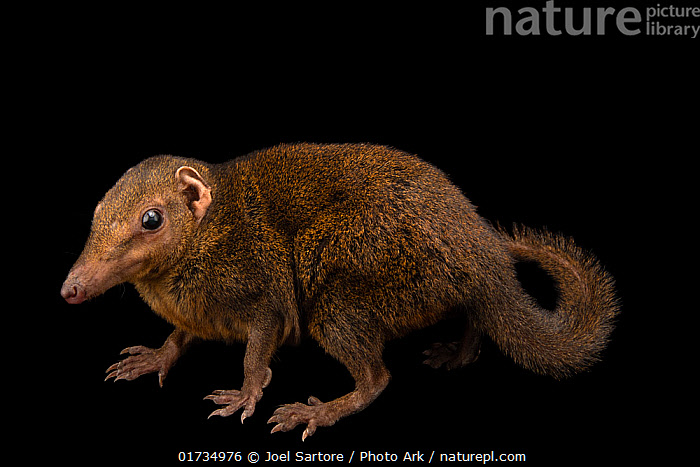 Stock photo of Palawan treeshrew (Tupaia palawanensis palawanensis ...