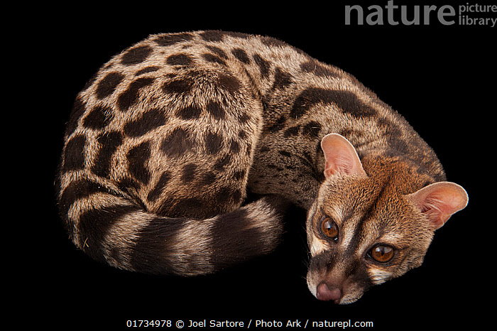 Stock photo of Rusty-spotted genet (Genetta maculata) resting, portrait ...