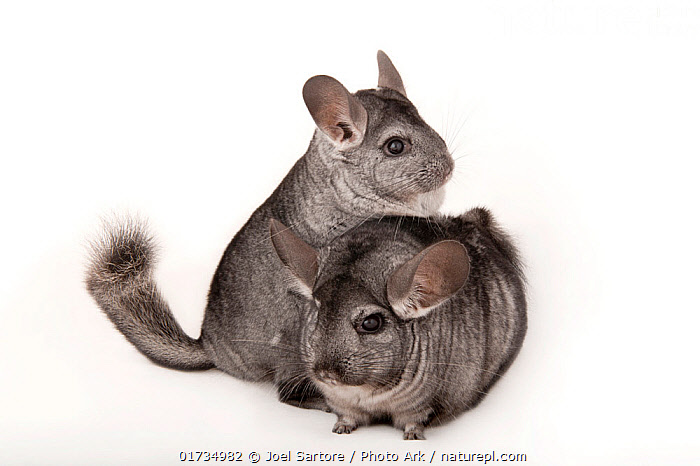 Stock photo of Long-tailed chinchillas (Chinchilla lanigera) pair ...
