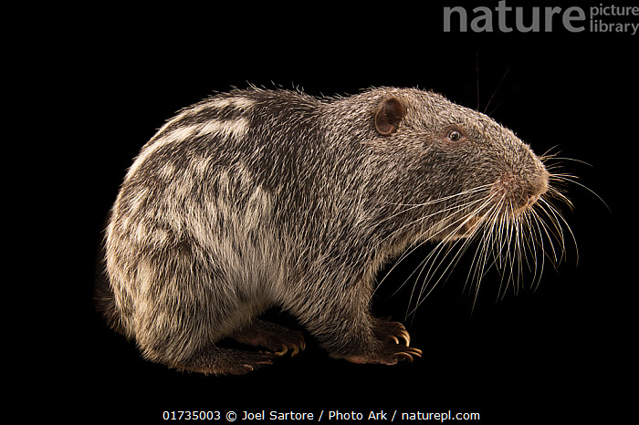 Stock photo of Pacarana (Dinomys branickii) portrait, Cali Zoo ...