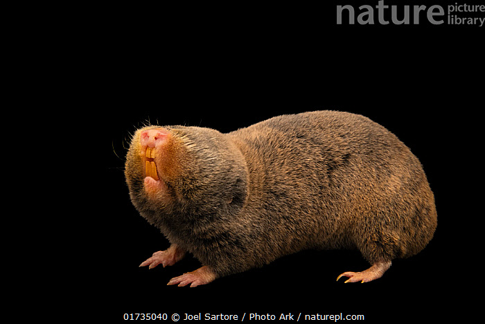 Stock photo of Palestine mole rat (Spalax ehrenbergi) portrait, Leibniz ...
