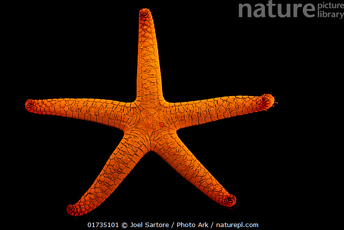 Stock photo of Indian red sea star (Fromia indica) portrait, The ...