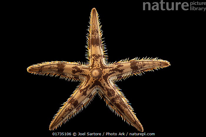 Stock photo of Thorned comb star (Astropecten polyacanthus) portrait ...