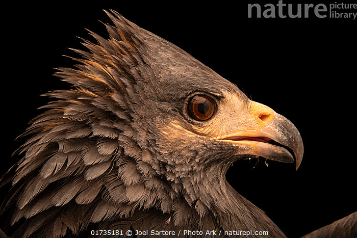 Stock photo of Common black hawk (Buteogallus anthracinus anthracinus ...