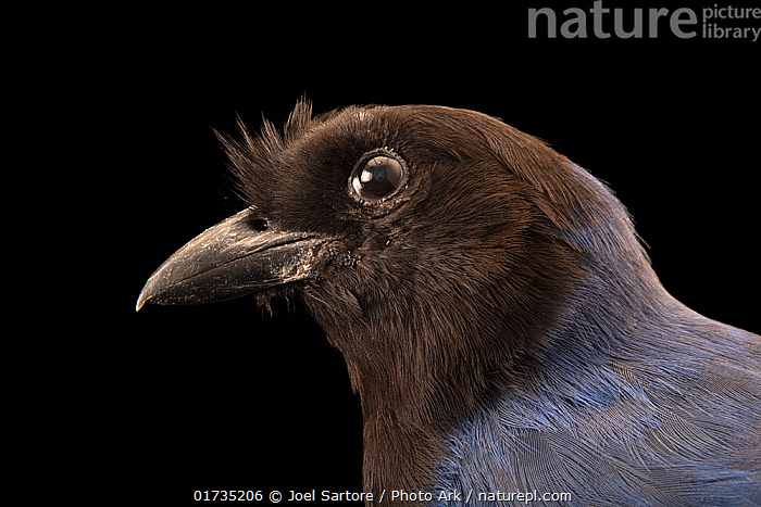 Stock photo of Azure jay (Cyanocorax caeruleus) head portrait ...