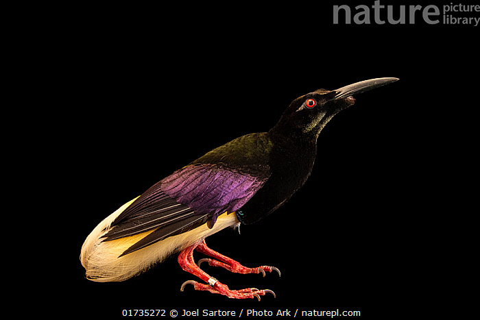 Stock photo of Twelve-wired bird-of-paradise (Seleucidis melanoleucus ...