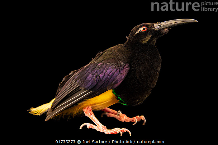 Stock photo of Twelve-wired bird-of-paradise (Seleucidis melanoleucus ...