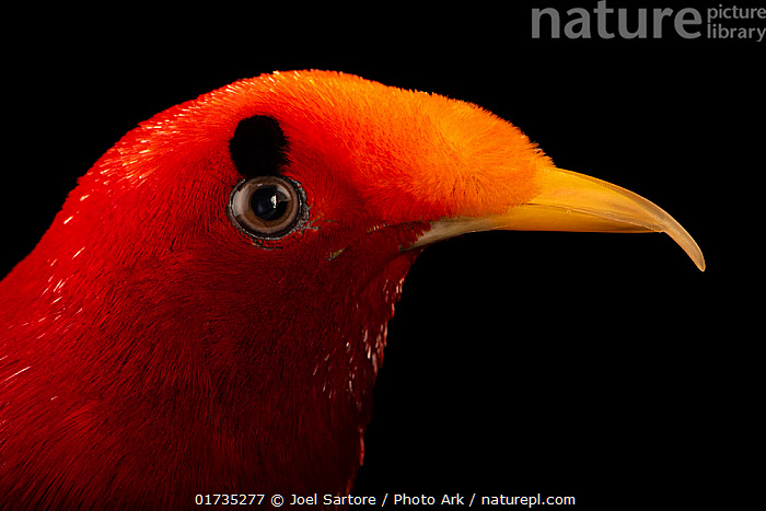 Stock photo of King bird-of-paradise (Cicinnurus regius) male, head ...