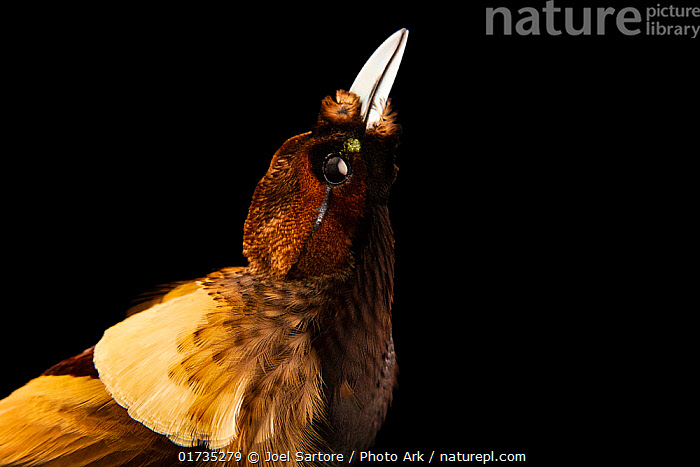 Stock photo of Magnificent bird-of-paradise (Cicinnurus magnificus ...