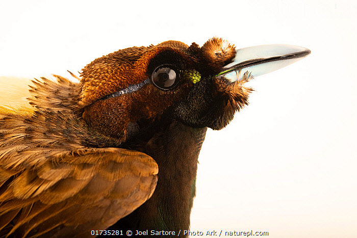 Magnificent Bird Of Paradise