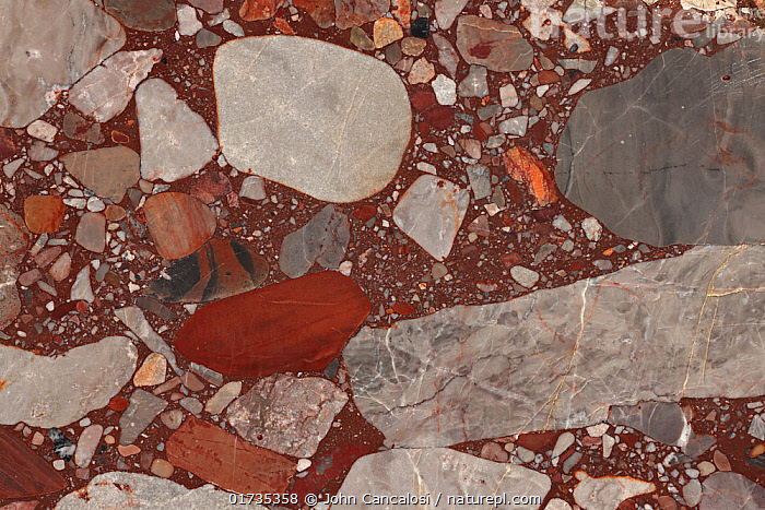 Stock photo of Leesburg limestone conglomerate cross section ...