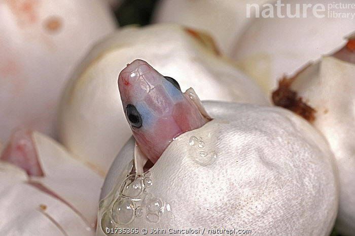Stock photo of Corn snake (Pantherophis guttatus) hatching from egg and ...