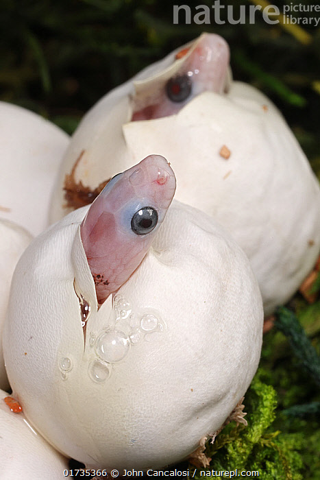 Stock photo of Corn snakes (Pantherophis guttatus) hatching from eggs ...