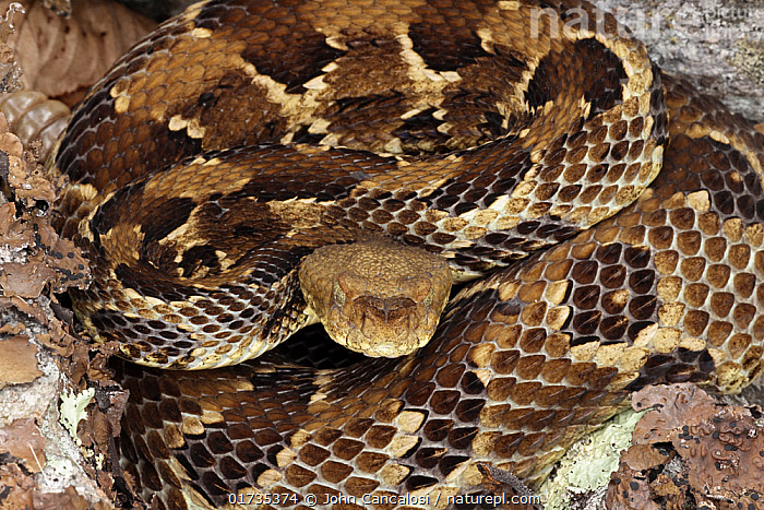 Stock photo of Timber rattlesnake (Crotalus horridus) gravid female ...