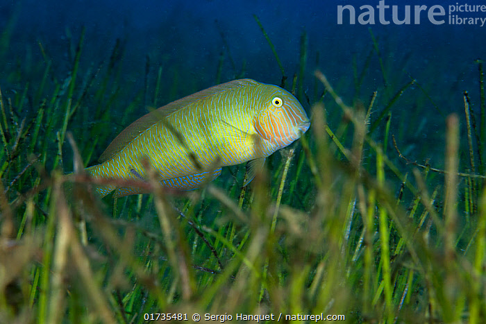 Stock photo of Pearly razorfish (Xyrichthys novacula) swimming among ...