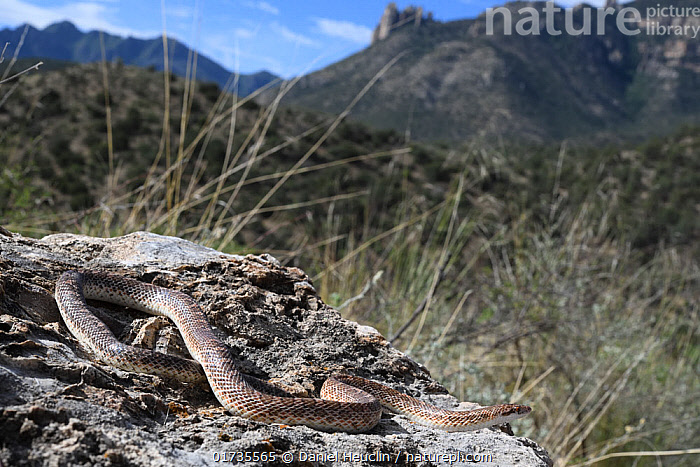 Stock photo of Mohave glossy snake (Arizona elegans candida) resting on ...