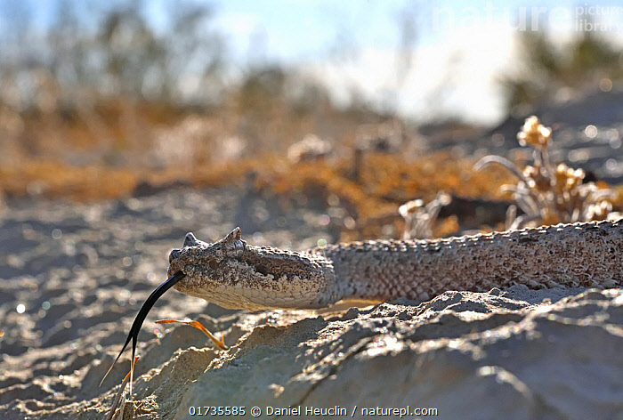 Stock photo of Horned rattlesnake (Crotalus cerastes) with tongue out ...