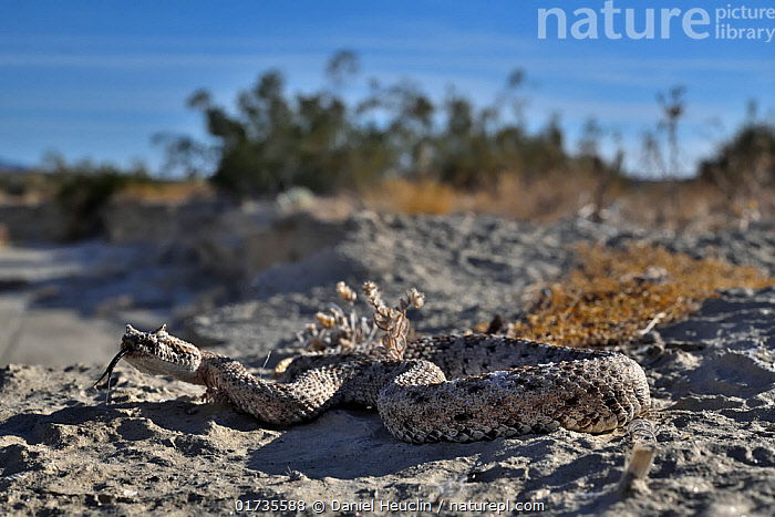 Stock photo of Horned rattlesnake (Crotalus cerastes) with tongue out ...