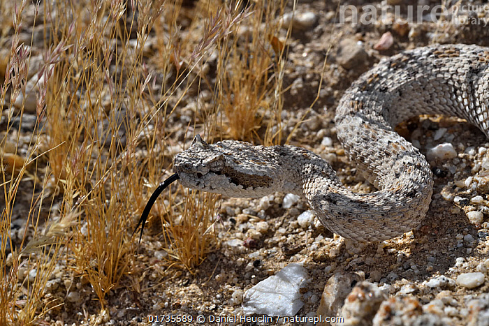 Stock photo of Horned rattlesnake (Crotalus cerastes) with tongue out ...