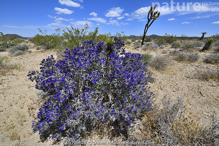 Indigo Desert Flower