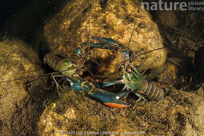 Stock photo of Two Australian redclaw crayfish (Cherax quadricarinatus ...