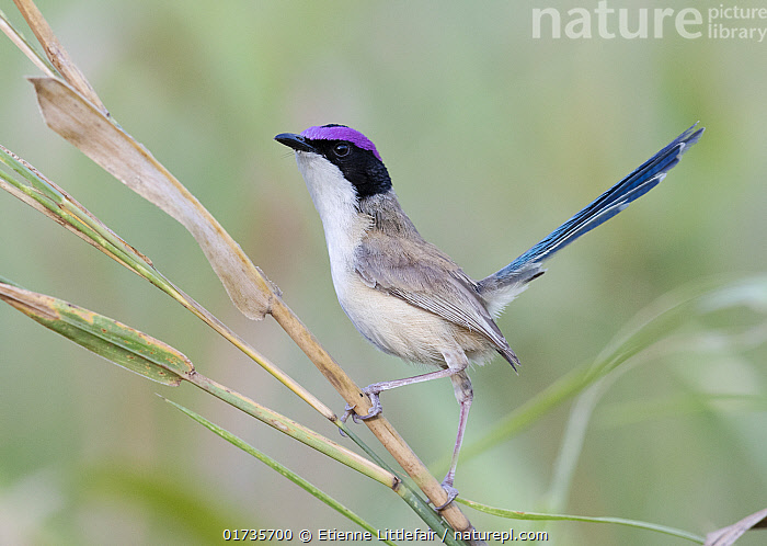 Purple Crowned Fairy Wren