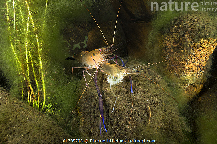 Stock photo of Giant freshwater prawn / Cherabin (Macrobrachium ...