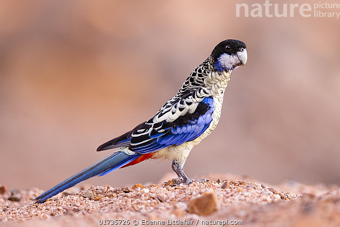 Northern Rosella