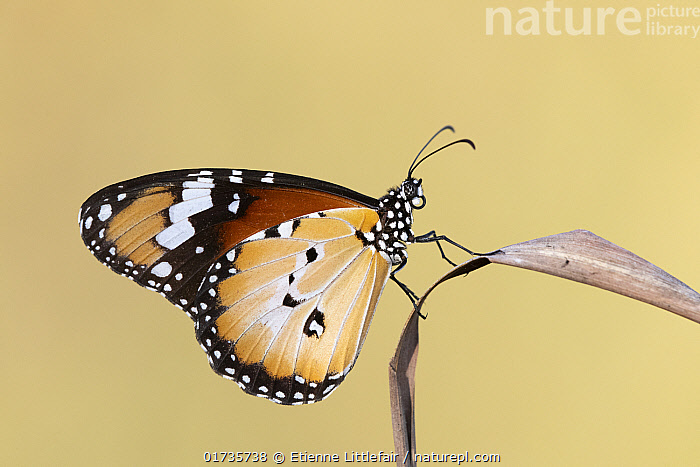 Stock photo of Lesser wanderer butterfly (Danaus petilia) portrait ...