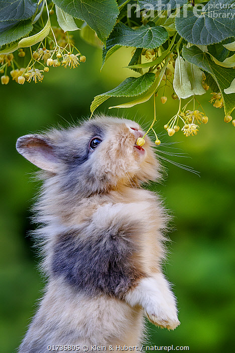 Stock photo of Dwarf Lionhead rabbit (Oryctolagus cuniculus) juvenile ...