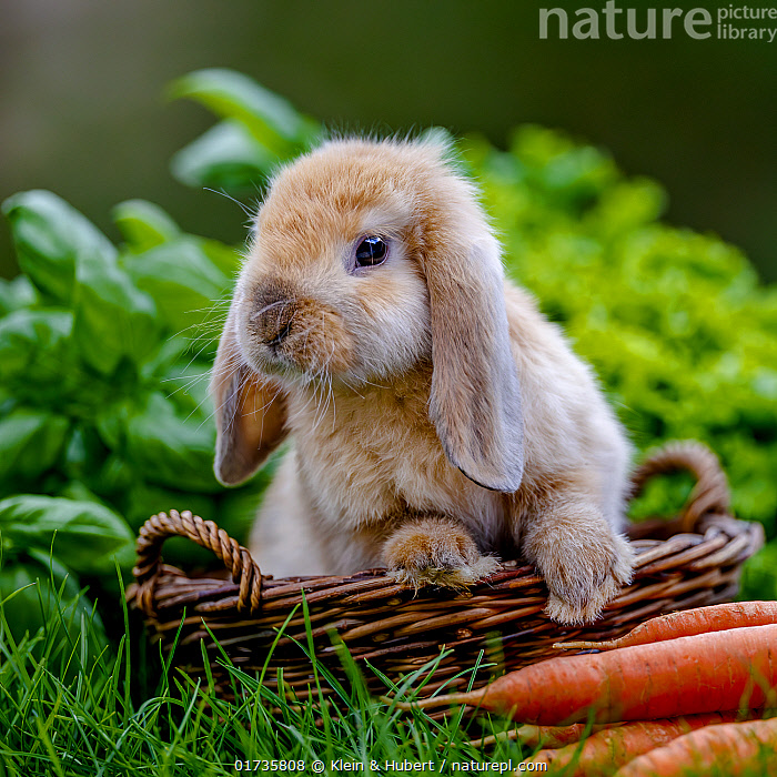 Dwarf Lop Bunny