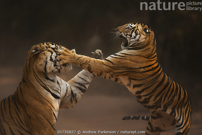 Stock photo of Bengal tiger (Panthera tigris tigris) male in aggressive ...