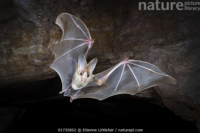 Stock photo of Ghost bat (Macroderma gigas) female, emerging from a ...