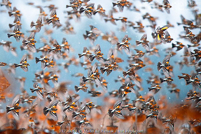 Stock photo of Bramblings (Fringilla montifringilla) flock in flight ...