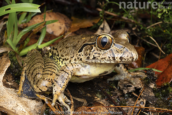 Giant Barred Frog Mixophyes Iteratus | Australian Museum FrogID