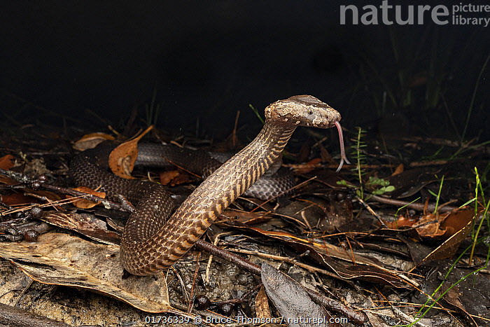Golden Snake