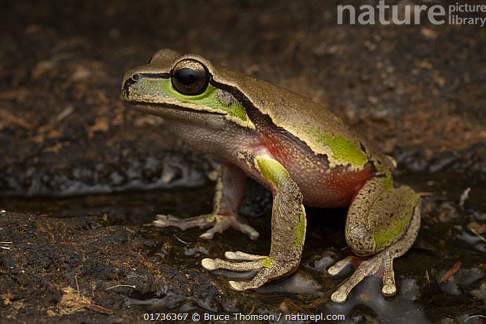 Blue Tree Frog